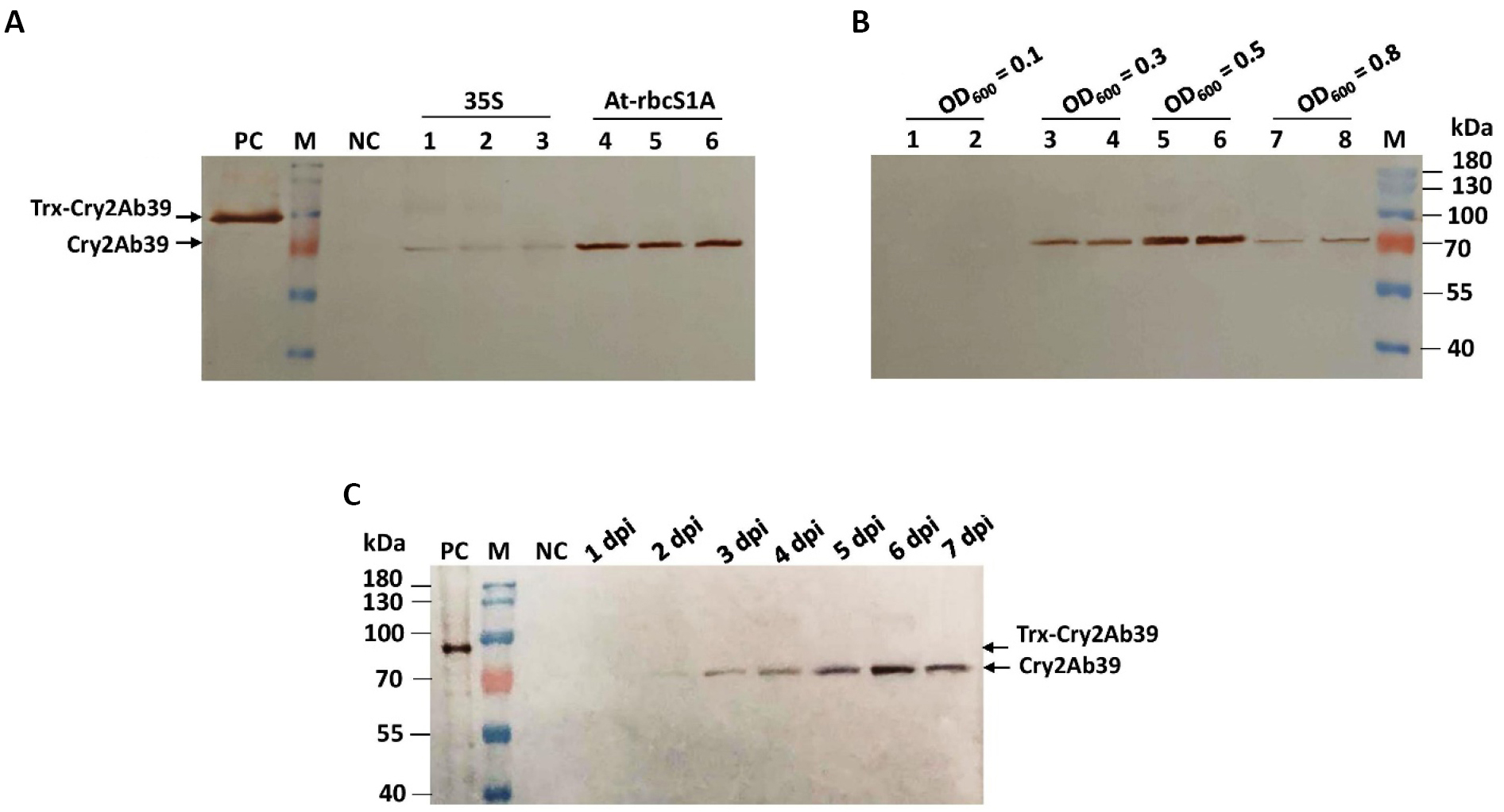 Transient Expression of Plant-Codon-Optimized Cry2ab39 Gene by Agroinfiltration in N. Benthamiana