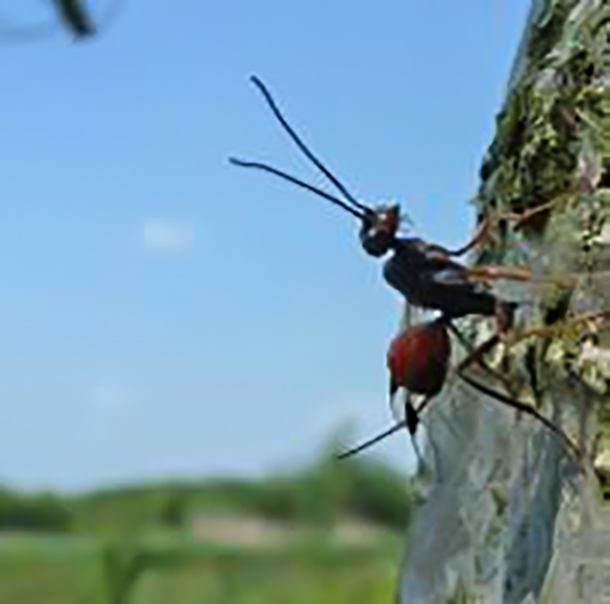 Aulacidae Family as Endoparasitoids of Xylophagous Insects: Of the ...