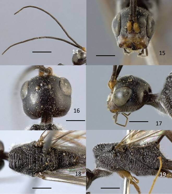 Aulacidae Family as Endoparasitoids of Xylophagous Insects: Of the ...