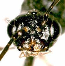 Aulacidae Family as Endoparasitoids of Xylophagous Insects: Of the ...