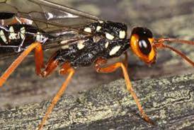 Aulacidae Family as Endoparasitoids of Xylophagous Insects: Of the ...