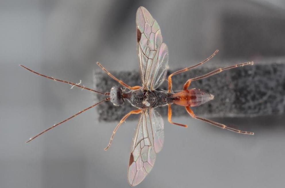 Aulacidae Family as Endoparasitoids of Xylophagous Insects: Of the ...