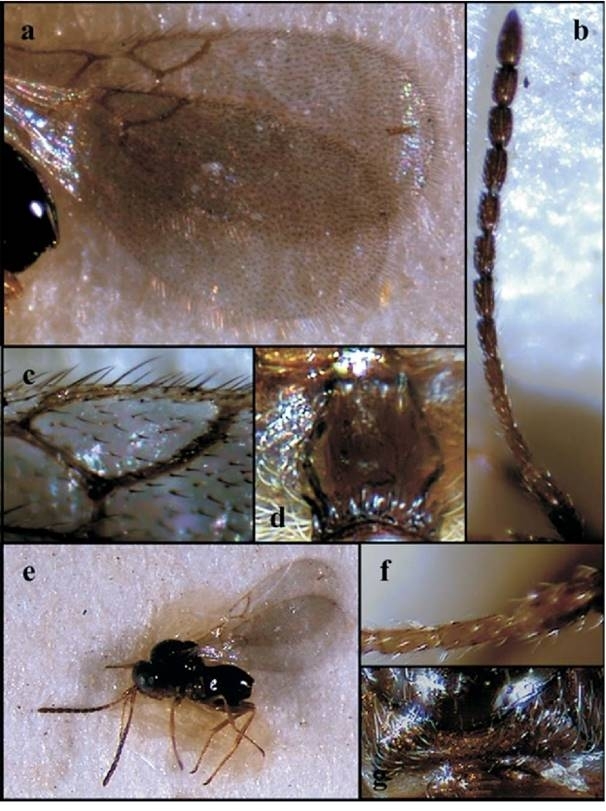 The Potential of the Figitidae Family as Natural Insect Regulators ...