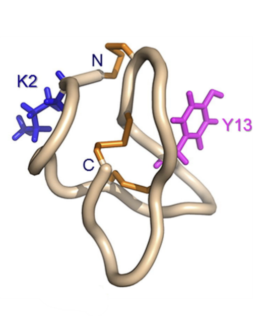 Conotoxins: A Pharmacological Arsenal Yet to be Fully Explored